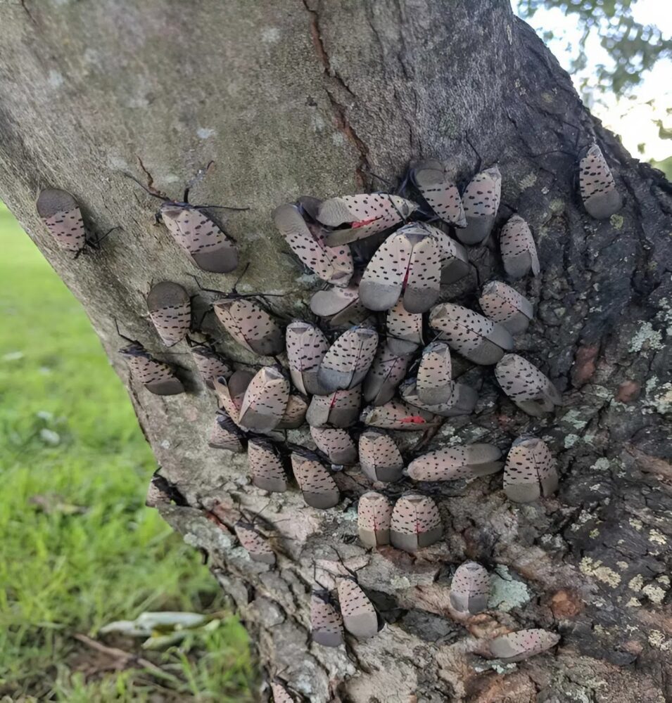When a strange swarm invades my old oak: a surprising and worrying ...